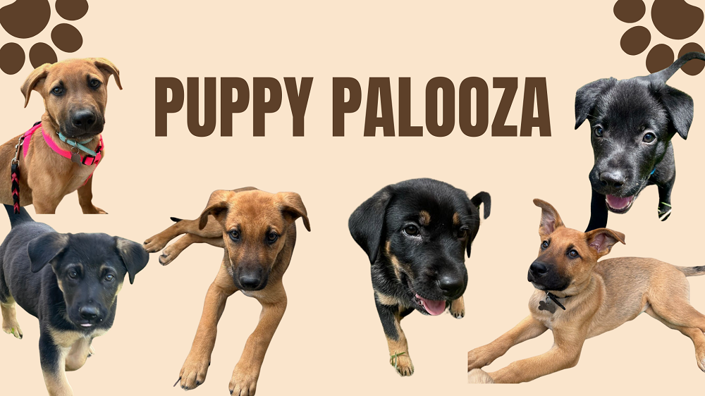 MAGSR.ORG | Providing Rescue and Adoption Services in MD, DC, VA, PA & DE